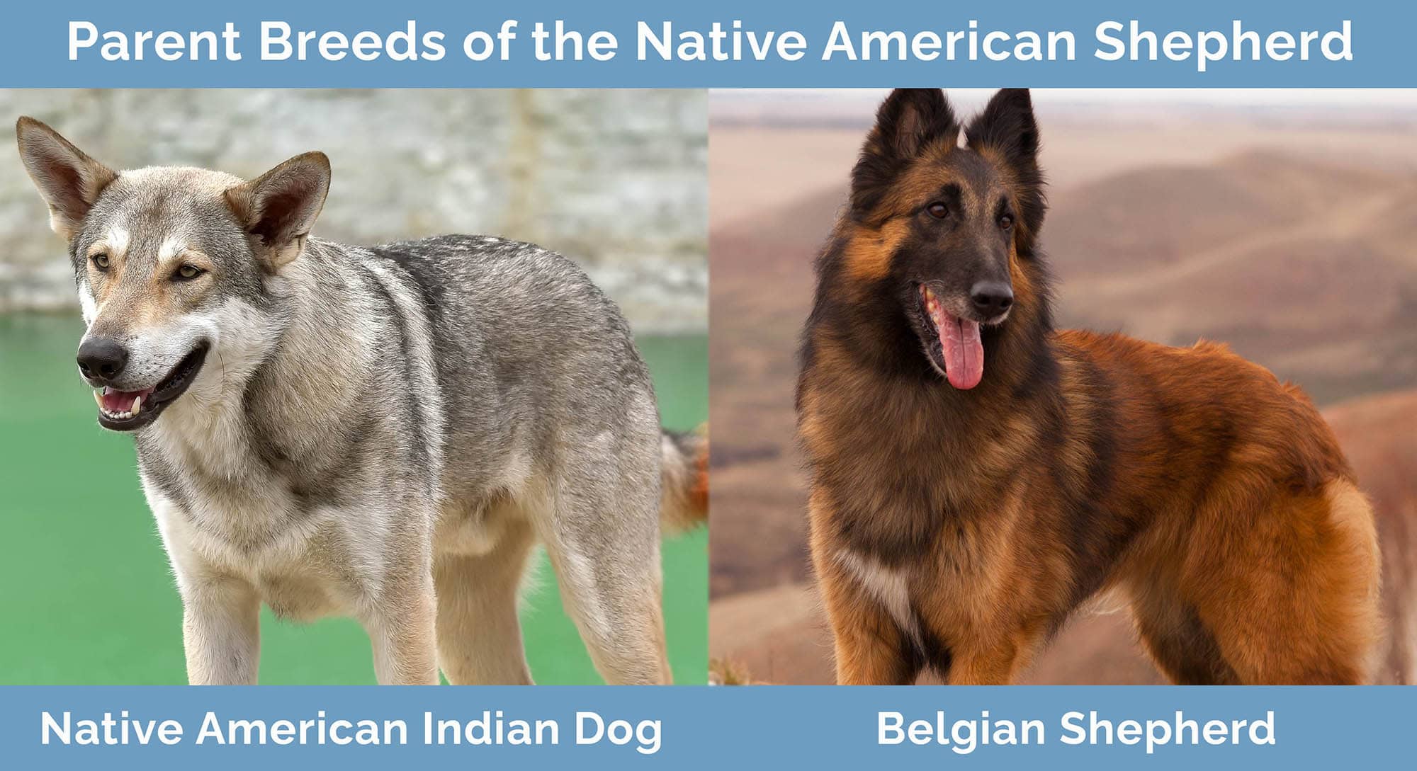 Native American Shepherd: Info, Pictures, Characteristics & Facts ...