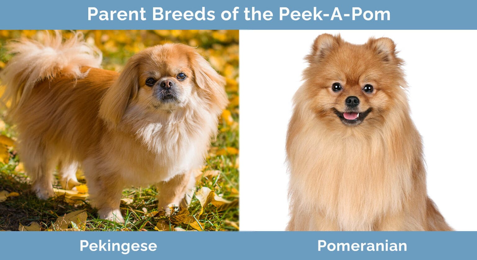 Peek-A-Pom (Pomeranian & Pekingese Mix): Info, Pictures ...