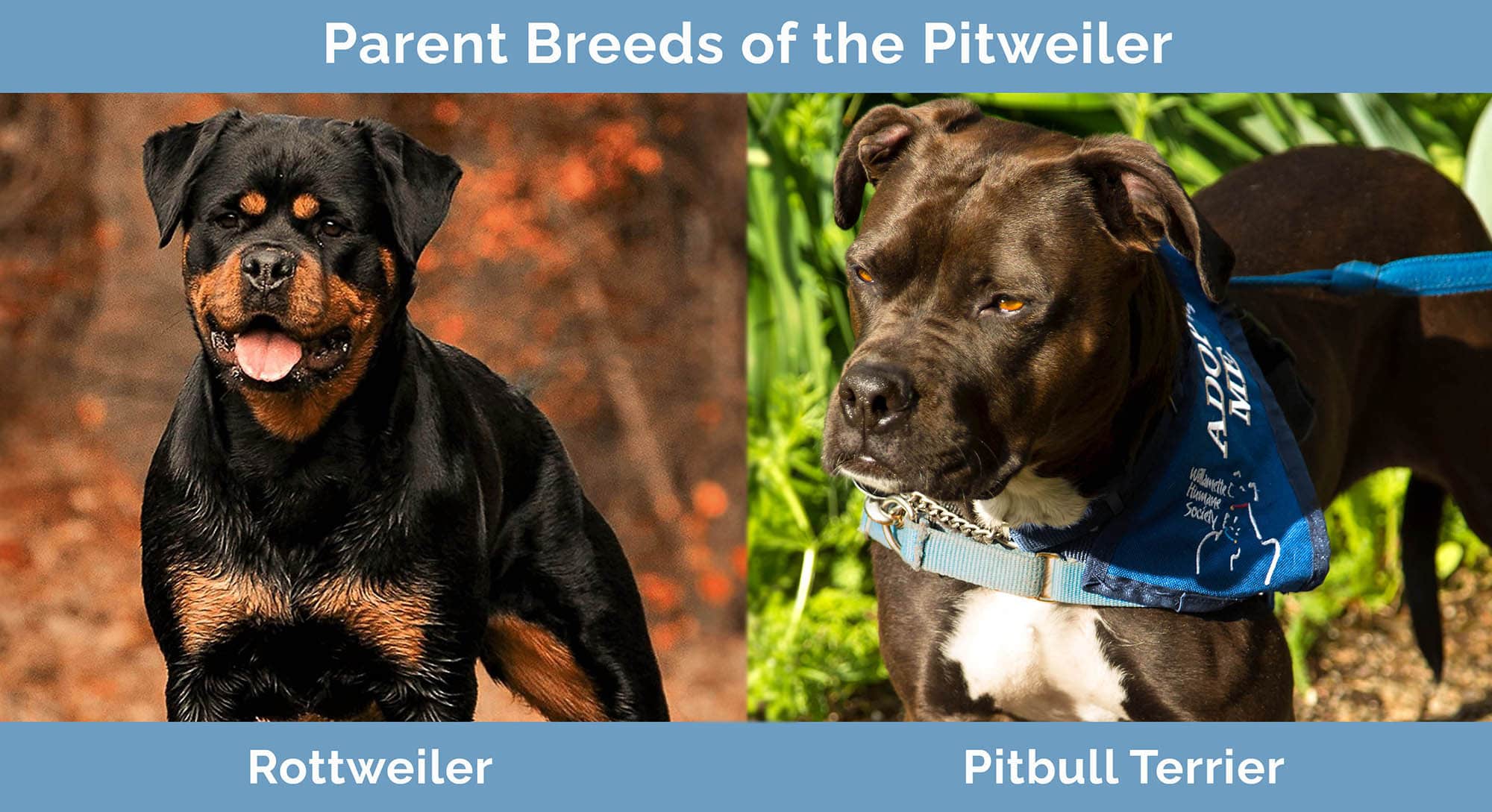 Pitweiler (Rottweiler & Pitbull Terrier Mix): Info, Pictures ...