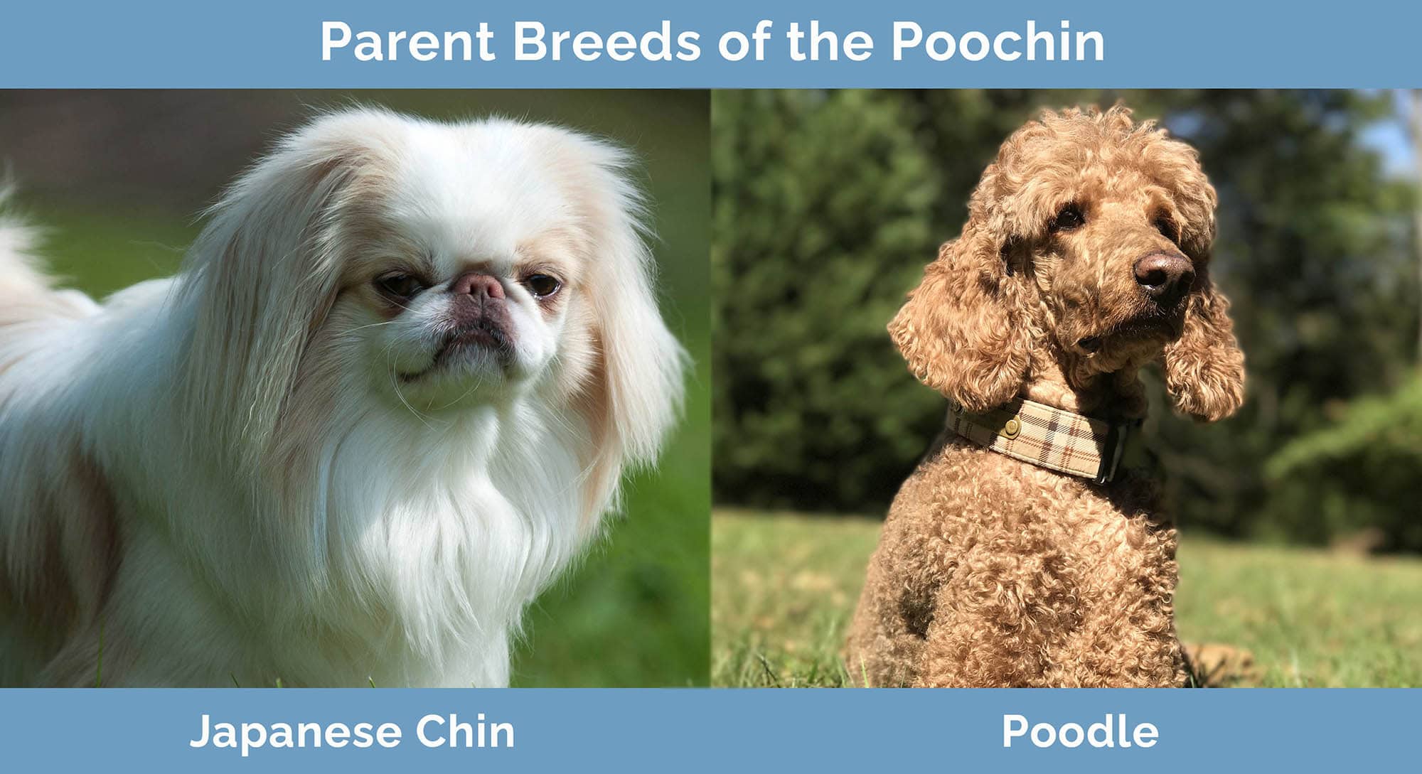 Poochin (Japanese Chin & Poodle Mix): Info, Pictures, Characteristics ...