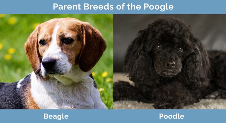Poogle (Beagle & Poodle Mix): Info, Pictures, Characteristics & Facts ...