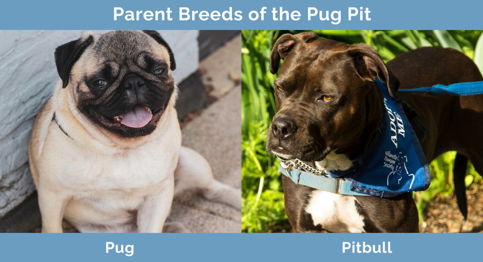 Pug Pit (Pitbull & Pug Mix): Info, Pictures, Characteristics & Facts ...