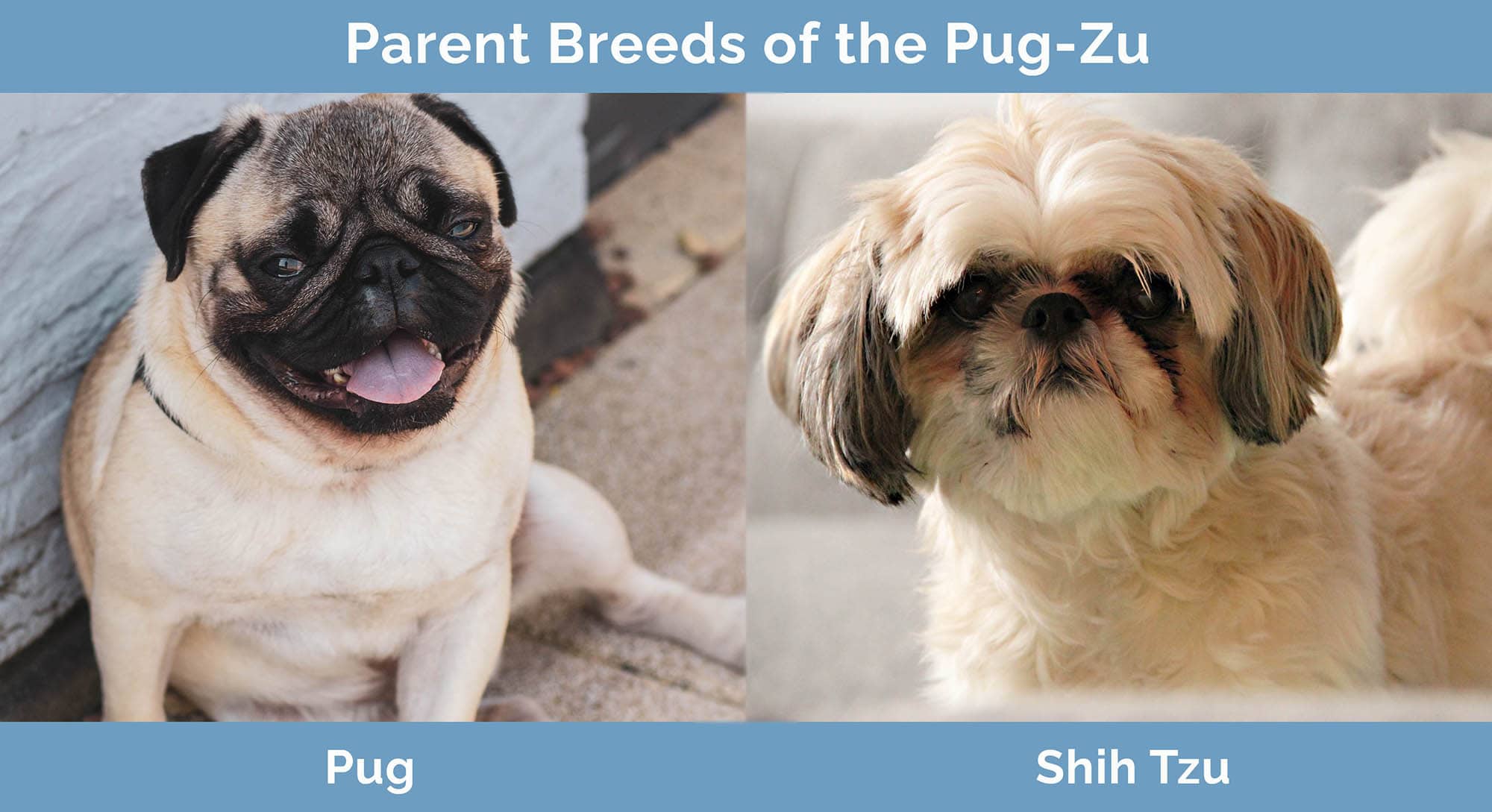 Pug-Zu (Pug & Shih-Tzu Mix) Info, Pictures, Traits & Facts | Hepper Pet ...