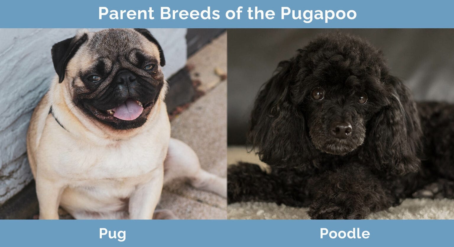 Pugapoo (Pug & Poodle Mix): Info, Pictures, Care & More | Hepper Pet ...