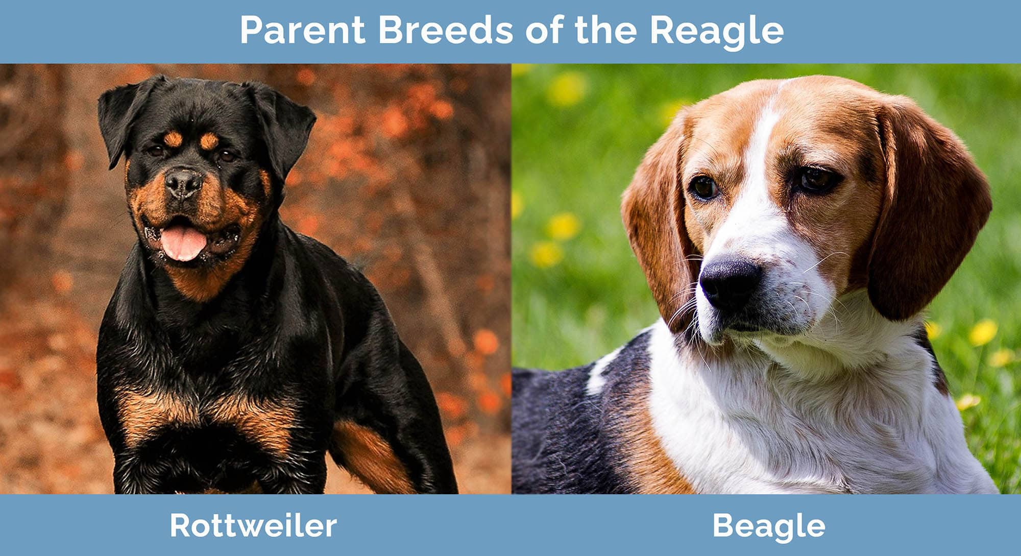 Reagle (Rottweiler & Beagle Mix): Info, Pictures, Characteristics ...
