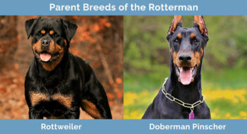 Rotterman (Rottweiler & Doberman Pinscher Mix): Info, Pictures, Care ...