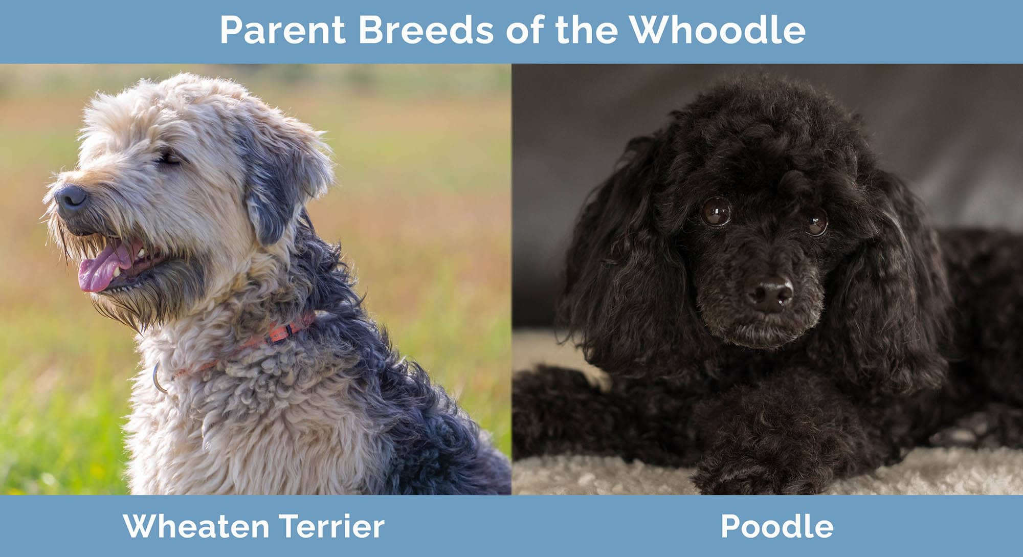 Whoodle (Wheaten Terrier & Poodle Mix): Info, Pictures, Characteristics ...