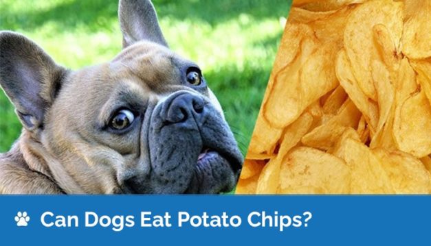 Can Dogs Eat Potato Chips? Vet-Reviewed Risks & Better Alternatives ...