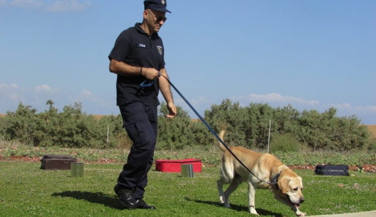 How Are Drug Detection Dogs Trained? Canine Facts & FAQs | Hepper Pet ...