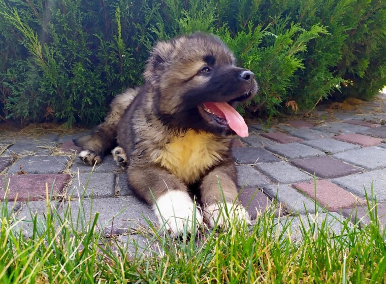 Caucasian Mountain Dog: Breed Info, Pictures & Facts | Hepper Pet Resources