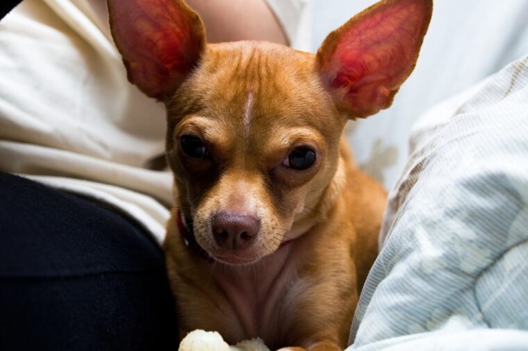 6 Types of Chihuahuas (With Info & Pictures) | Hepper Pet Resources