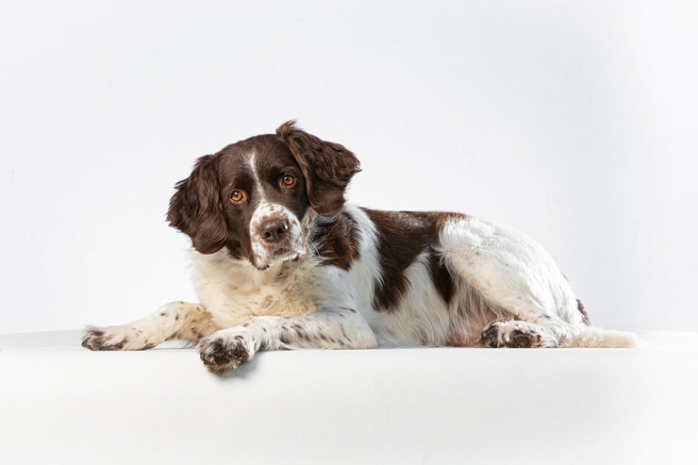 12 Dutch Dog Breeds: Info, Pictures, Facts & History | Hepper Pet Resources