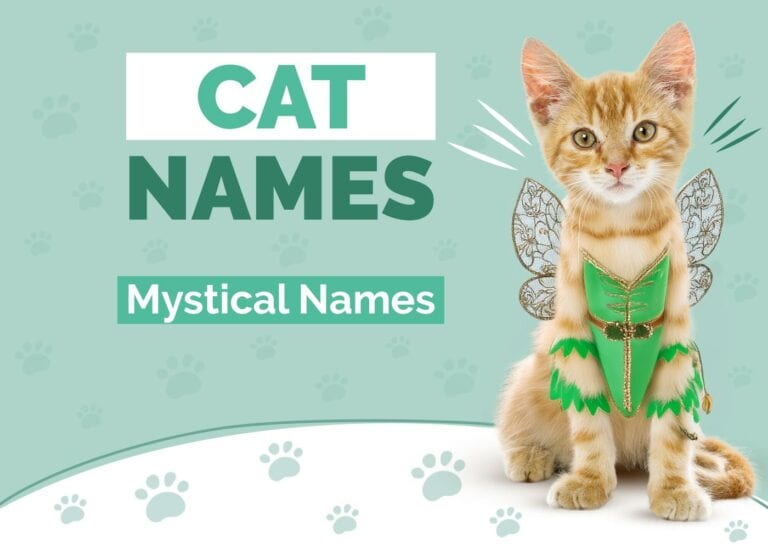 200 Mystical Cat Names for Magical Kitties | Hepper Pet Resources