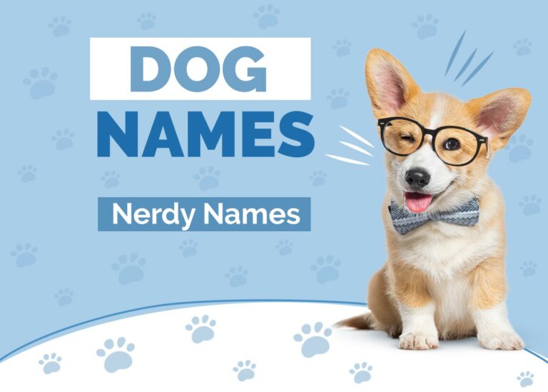 300+ Western Dog Names: Southern, Cowboy & Country Ideas | Hepper Pet ...
