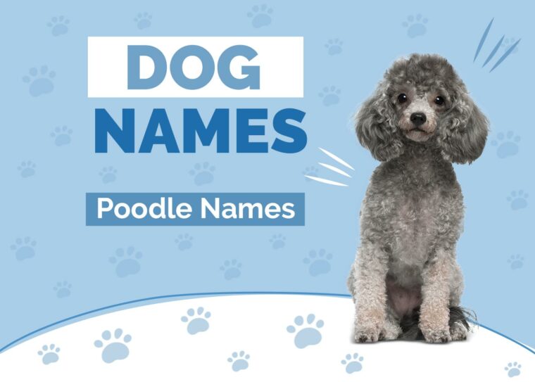 100+ Poodle Names: Cool, Cute & Chic Ideas for Courageous Dogs | Hepper ...