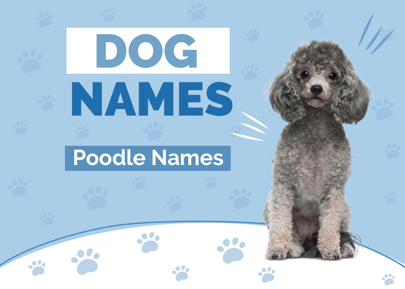 100 Poodle Names Cool Cute Chic Ideas For Courageous Dogs Hepper