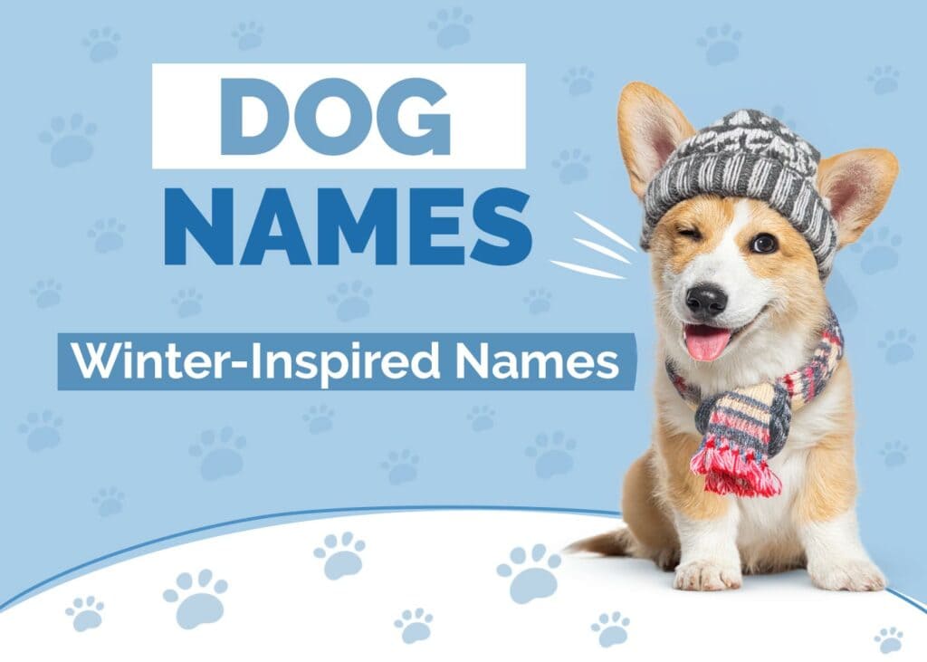 100+ Dog Names Inspired by Winter: Ideas for Brave & Cuddly Dogs ...
