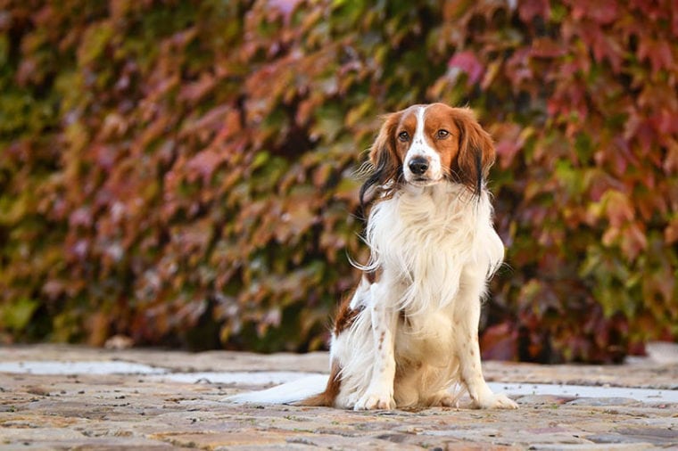 How to Surrender a Dog: 8 Critical Steps You Need to Know | Hepper Pet ...
