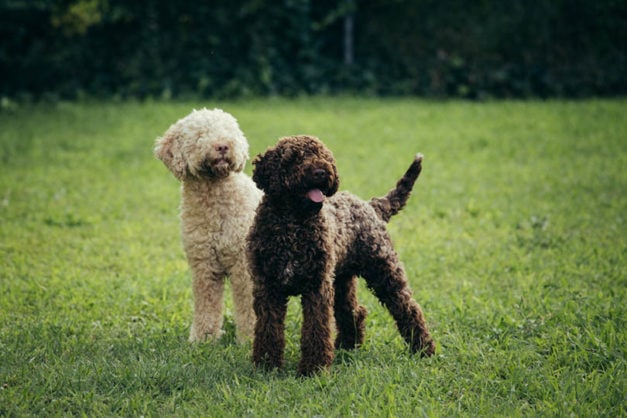 Lagotto Romagnolo: Dog Breed Info, Pictures & Facts | Hepper Pet Resources
