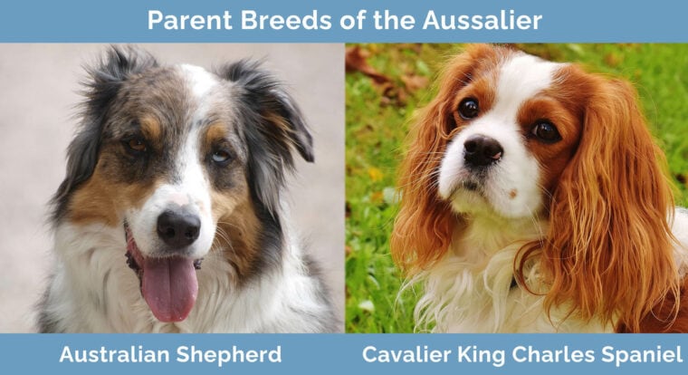 Aussalier (Australian Shepherd & Cavalier King Charles Spaniel Mix ...