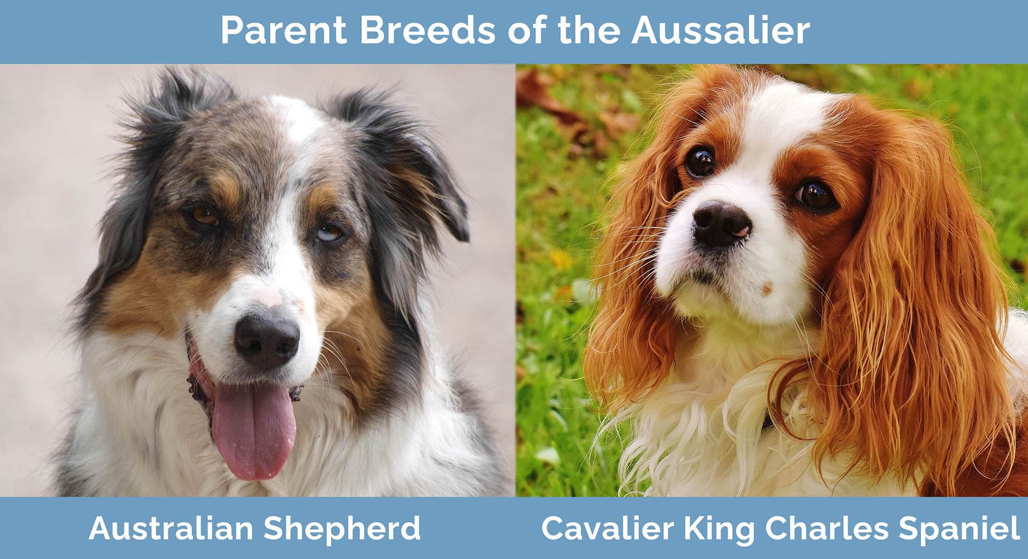 Aussalier (Australian Shepherd & Cavalier King Charles Spaniel Mix ...