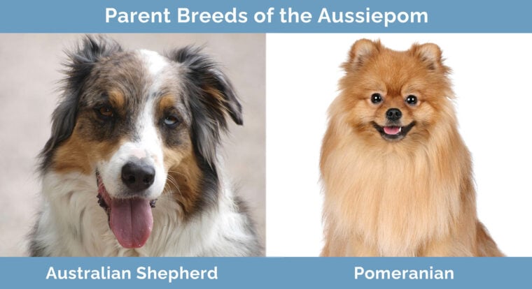 Aussiepom (Australian Shepherd & Pomeranian Mix): Info, Pictures, Care ...