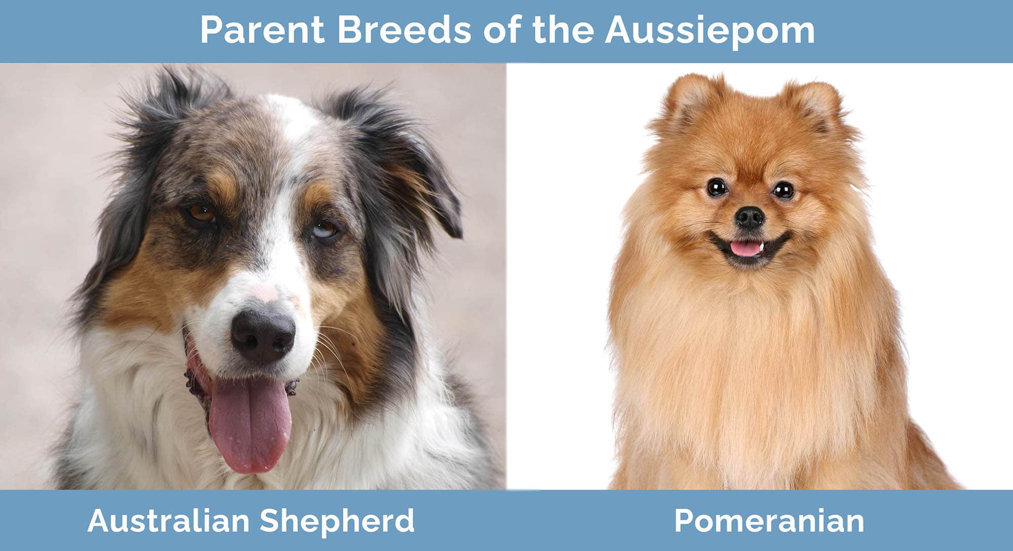 Aussiepom (Australian Shepherd & Pomeranian Mix): Info, Pictures, Care ...