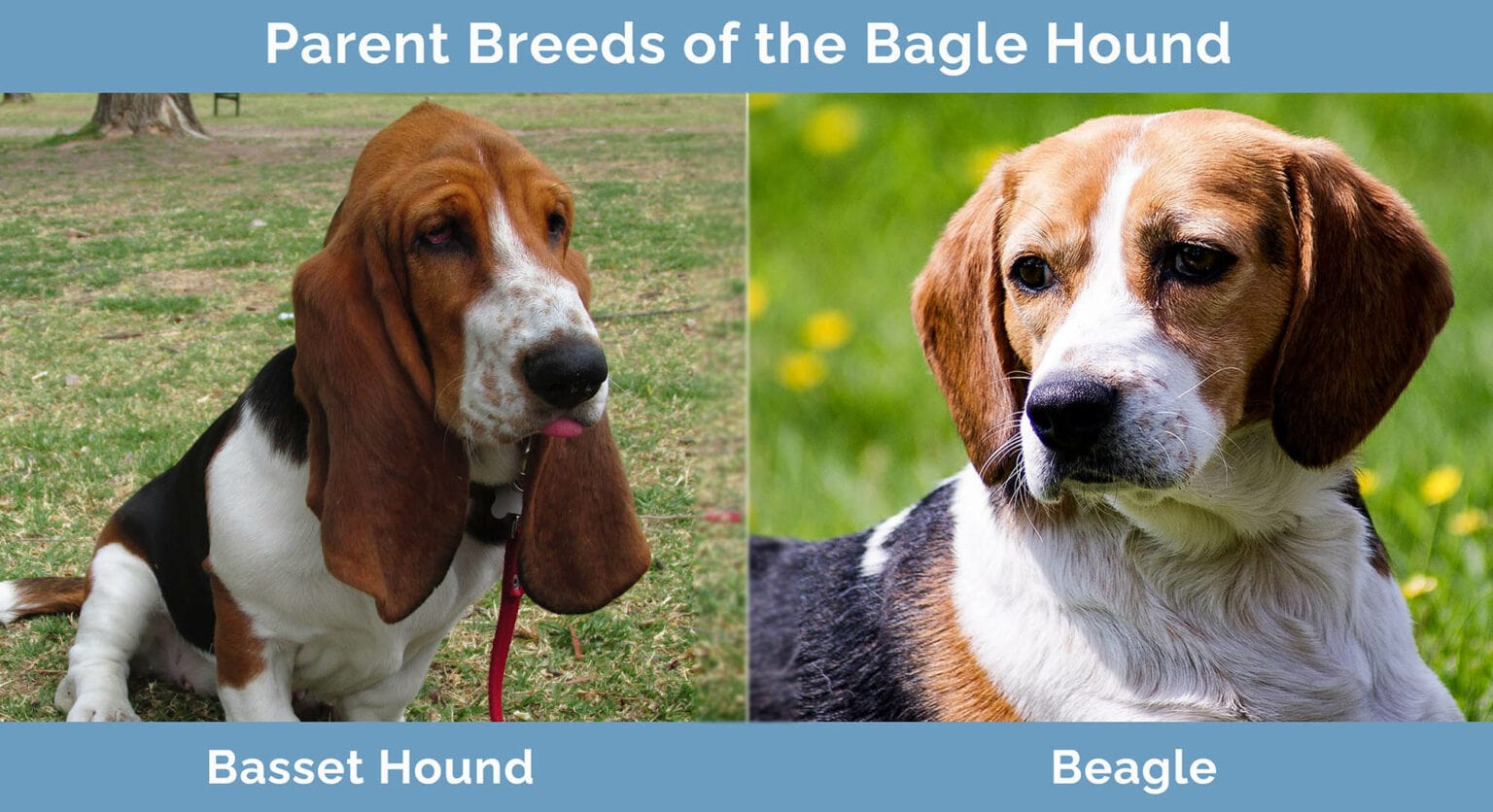 Bagle Hound (Basset Hound & Beagle Mix): Info, Pictures, Facts | Hepper ...