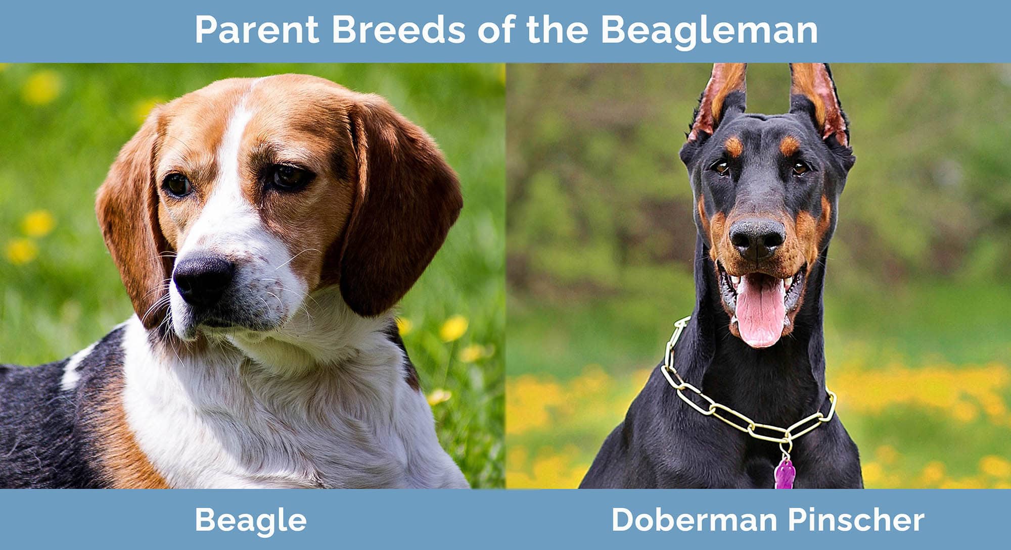 Beagleman (Beagle & Doberman Pinscher Mix): Info, Pictures ...