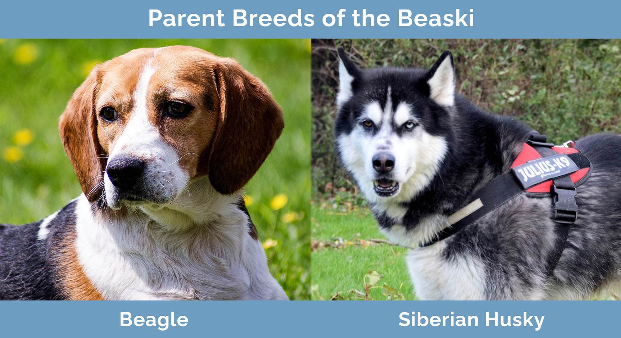 Beaski (Beagle & Siberian Husky Mix): Info, Pictures, Facts | Hepper ...