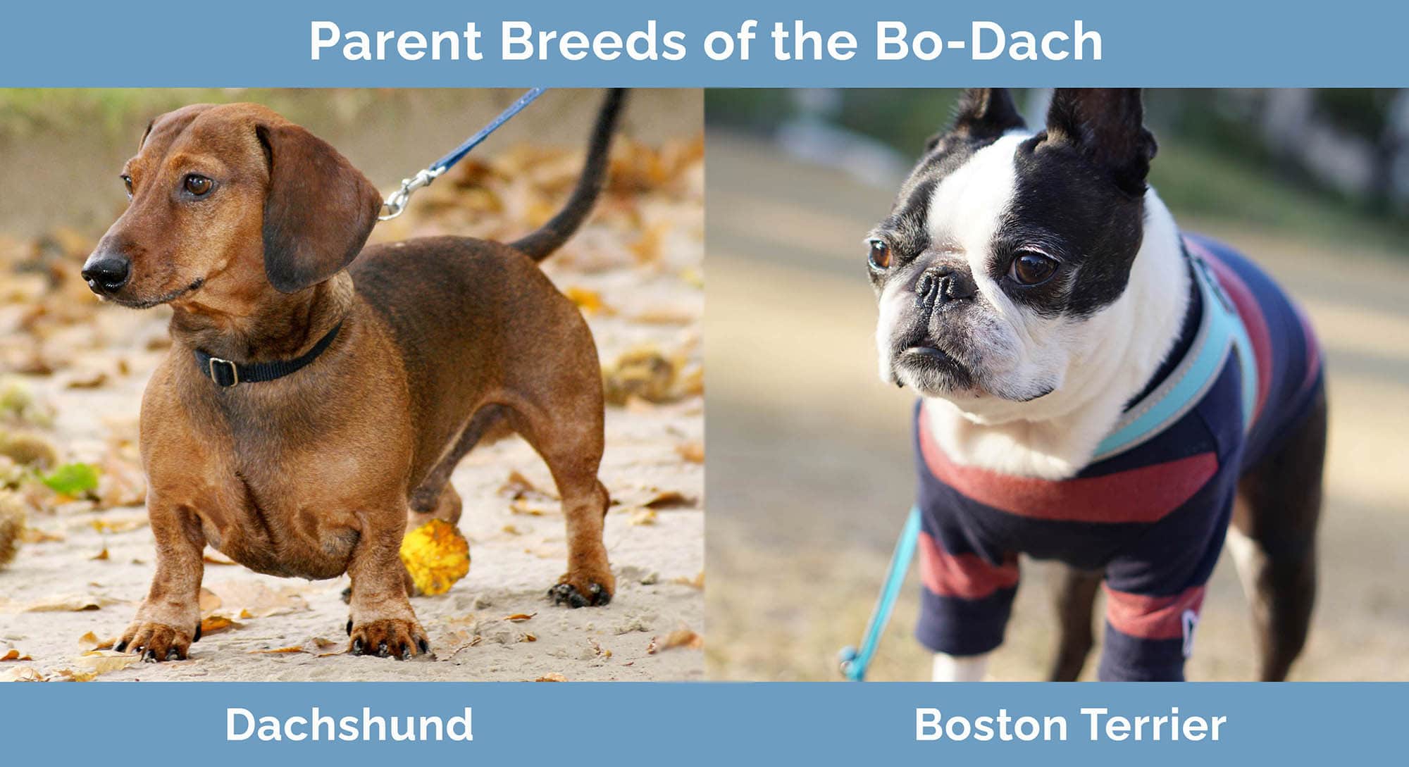 Bo-Dach (Boston Terrier & Dachshund Mix): Info, Pictures ...