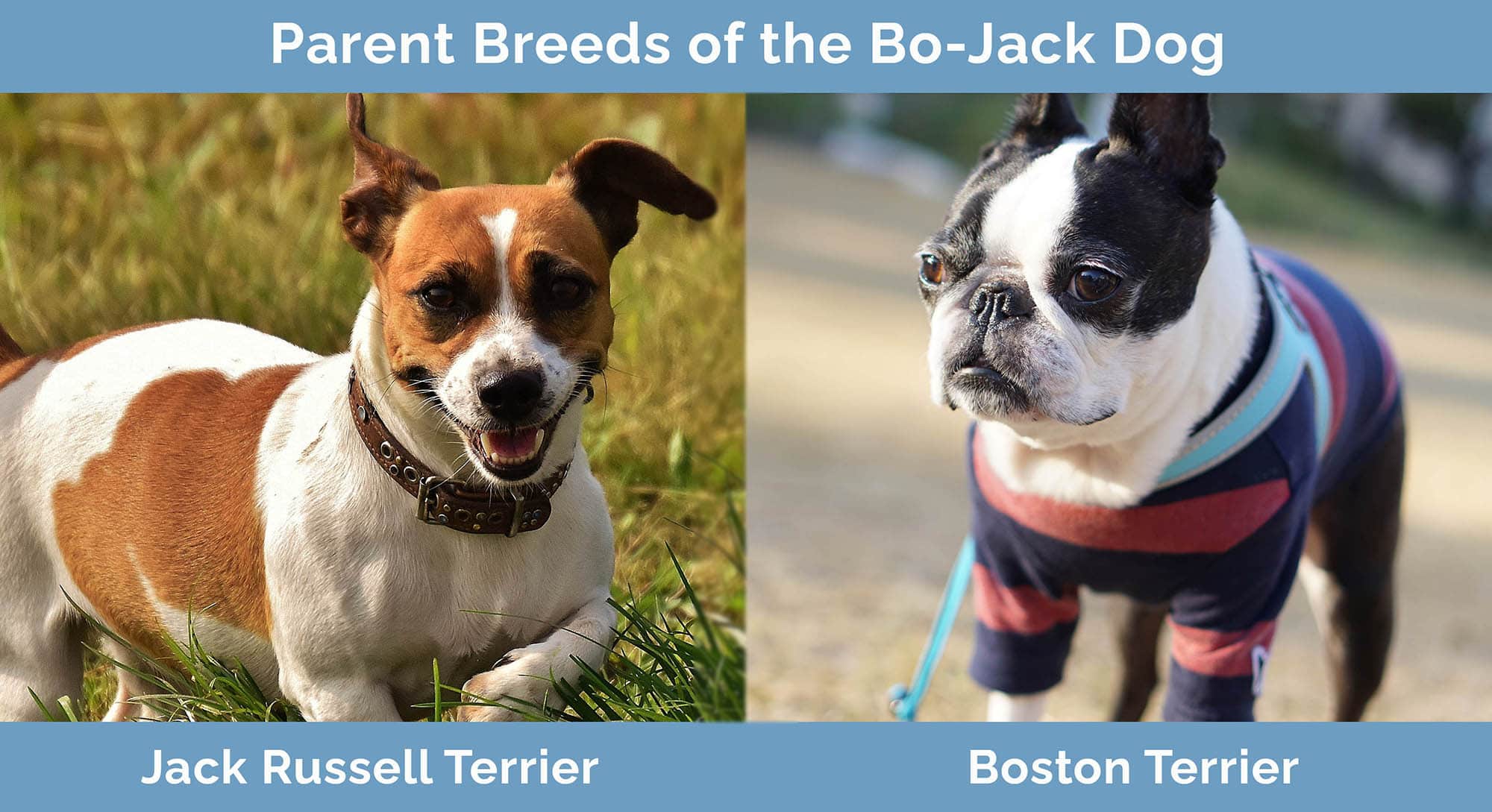 Bo-Jack Dog (Boston Terrier & Jack Russell Mix): Info, Pictures ...