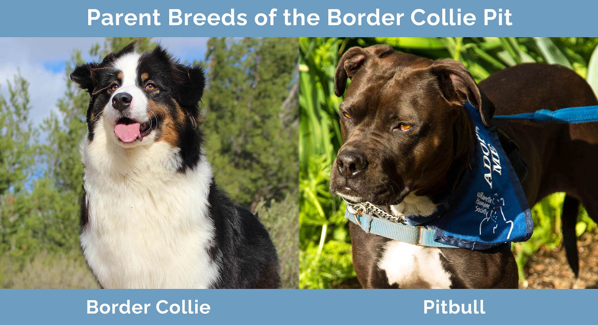 Border Collie Pit (Border Collie & Pitbull Mix): Info, Pictures, Facts ...