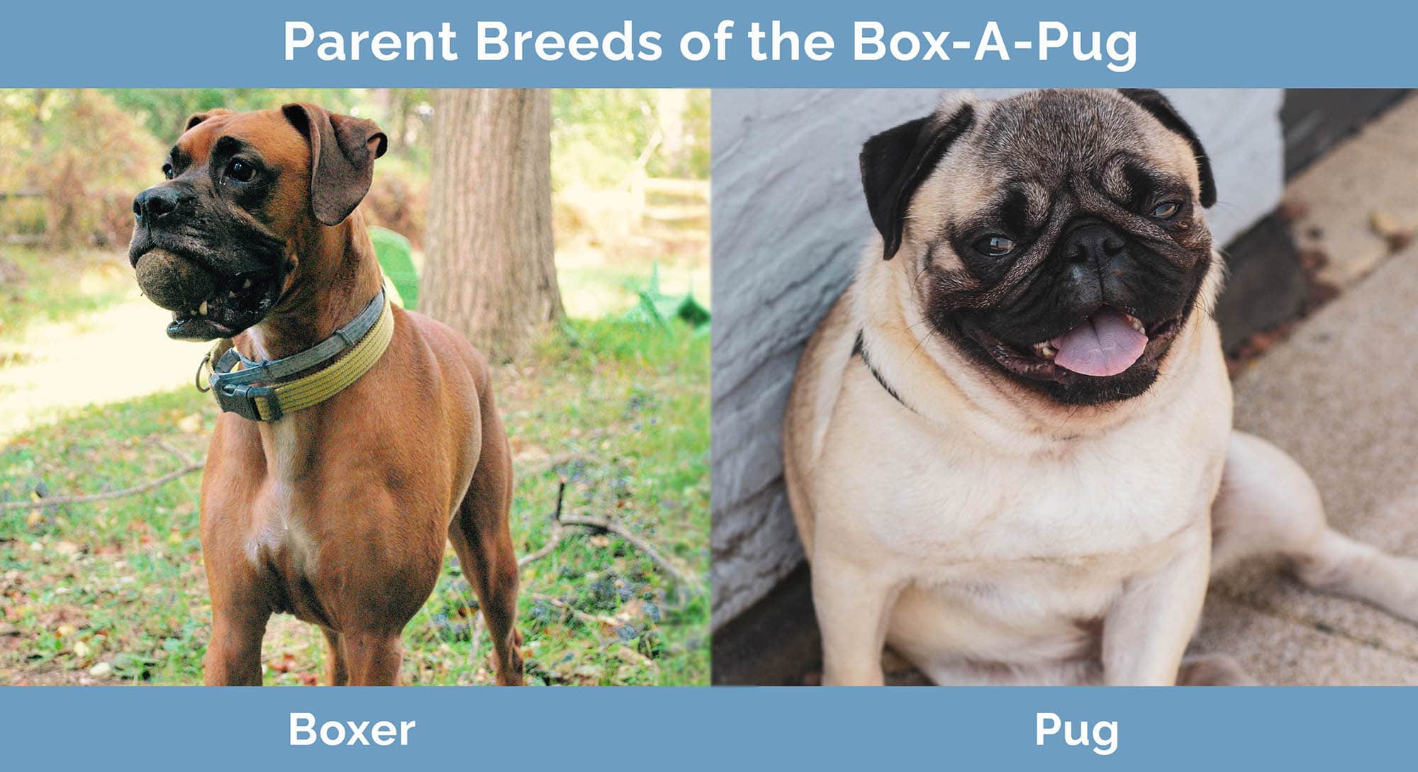 Box-A-Pug (Boxer & Pug Mix): Info, Pictures, Characteristics & Facts ...