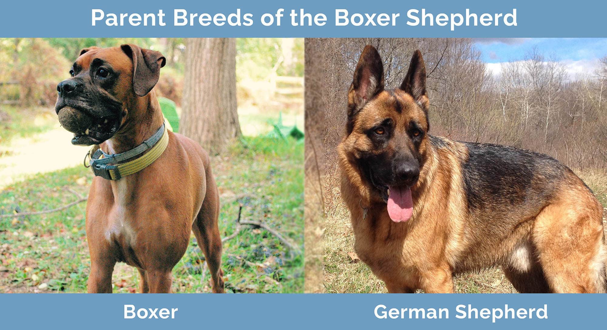 Boxer Shepherd (German Shepherd & Boxer Mix): Info, Pictures ...