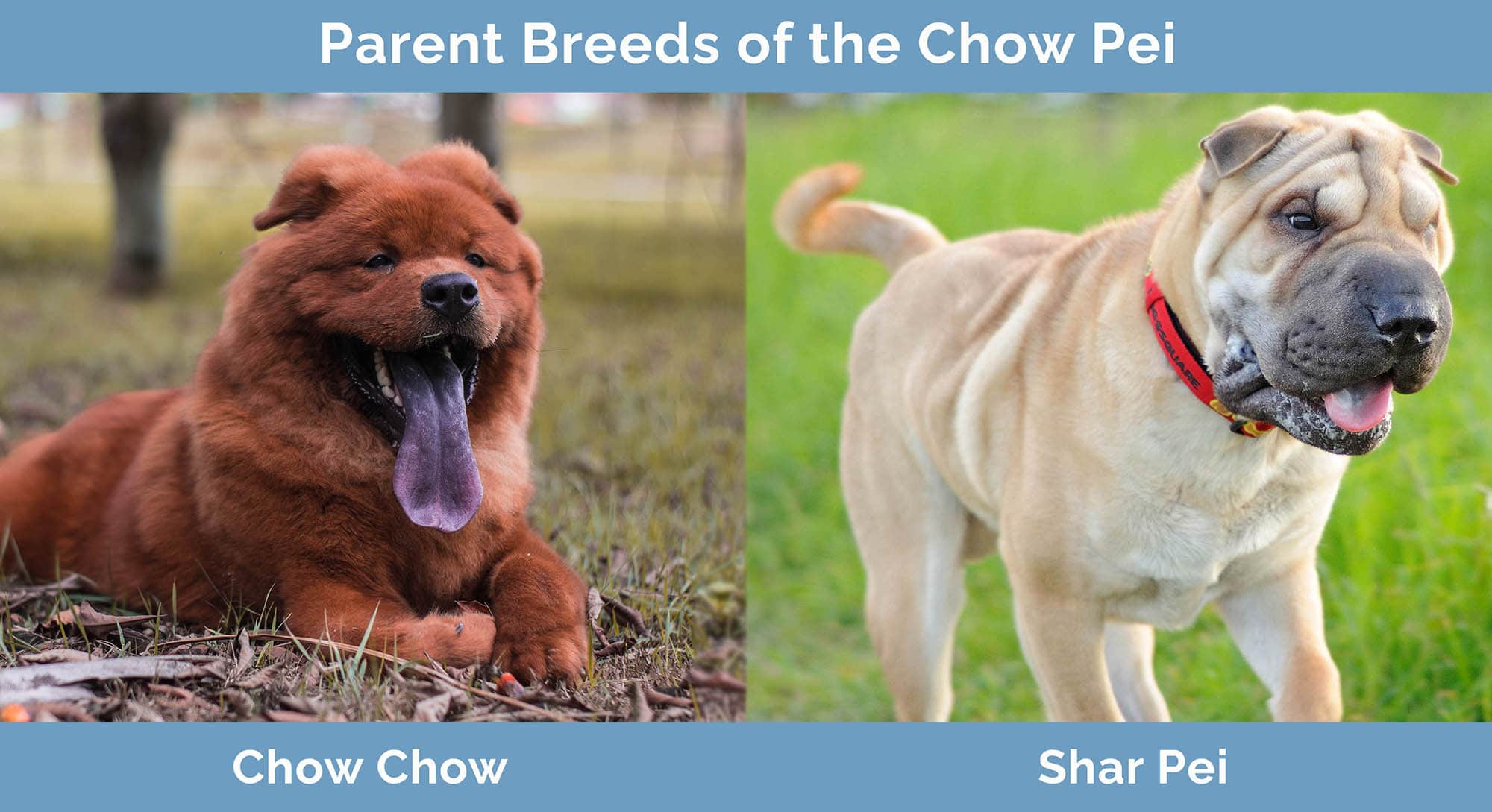 Chow Pei (Chow Chow & Shar Pei Mix): Info, Pictures, Characteristics ...