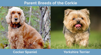 Corkie (Cocker Spaniel & Yorkshire Terrier Mix): Info, Pictures, Facts ...