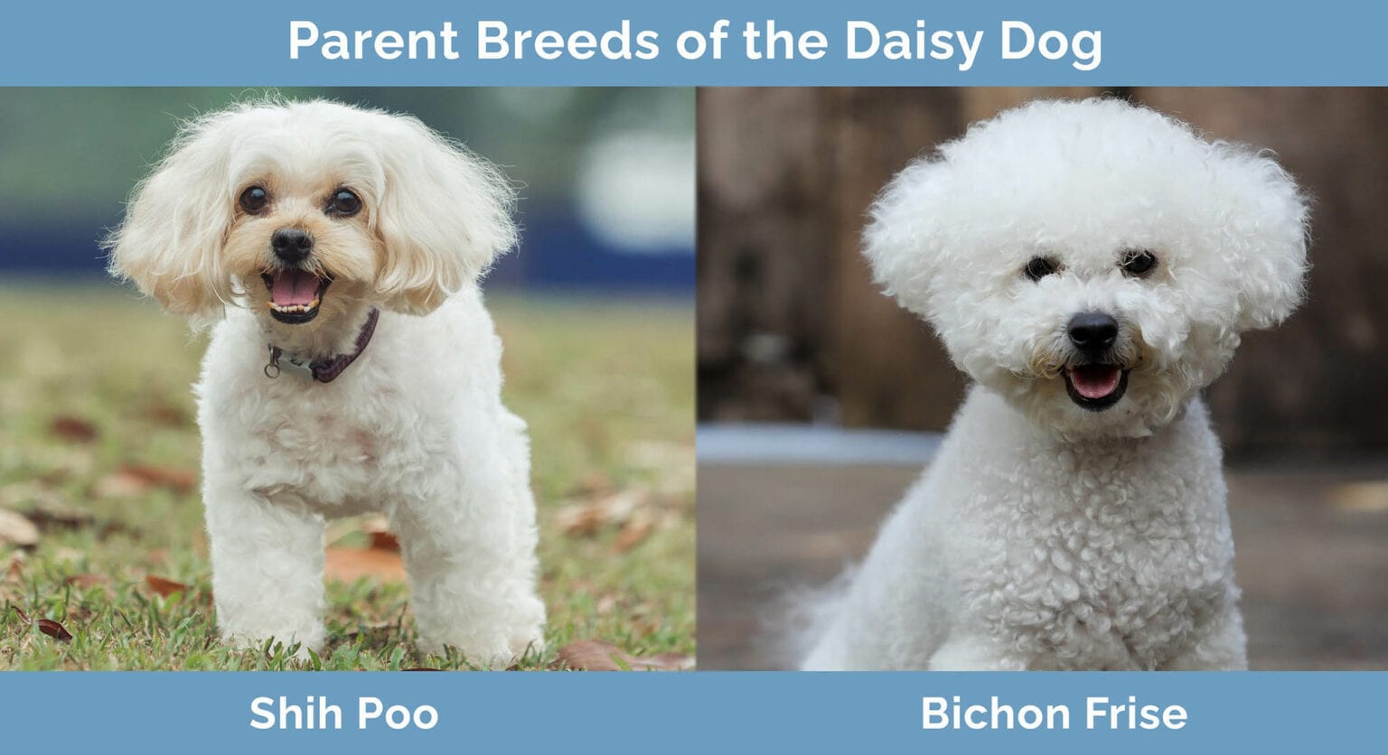 Daisy Dog: Info, Pictures, Characteristics & Facts | Hepper Pet Resources