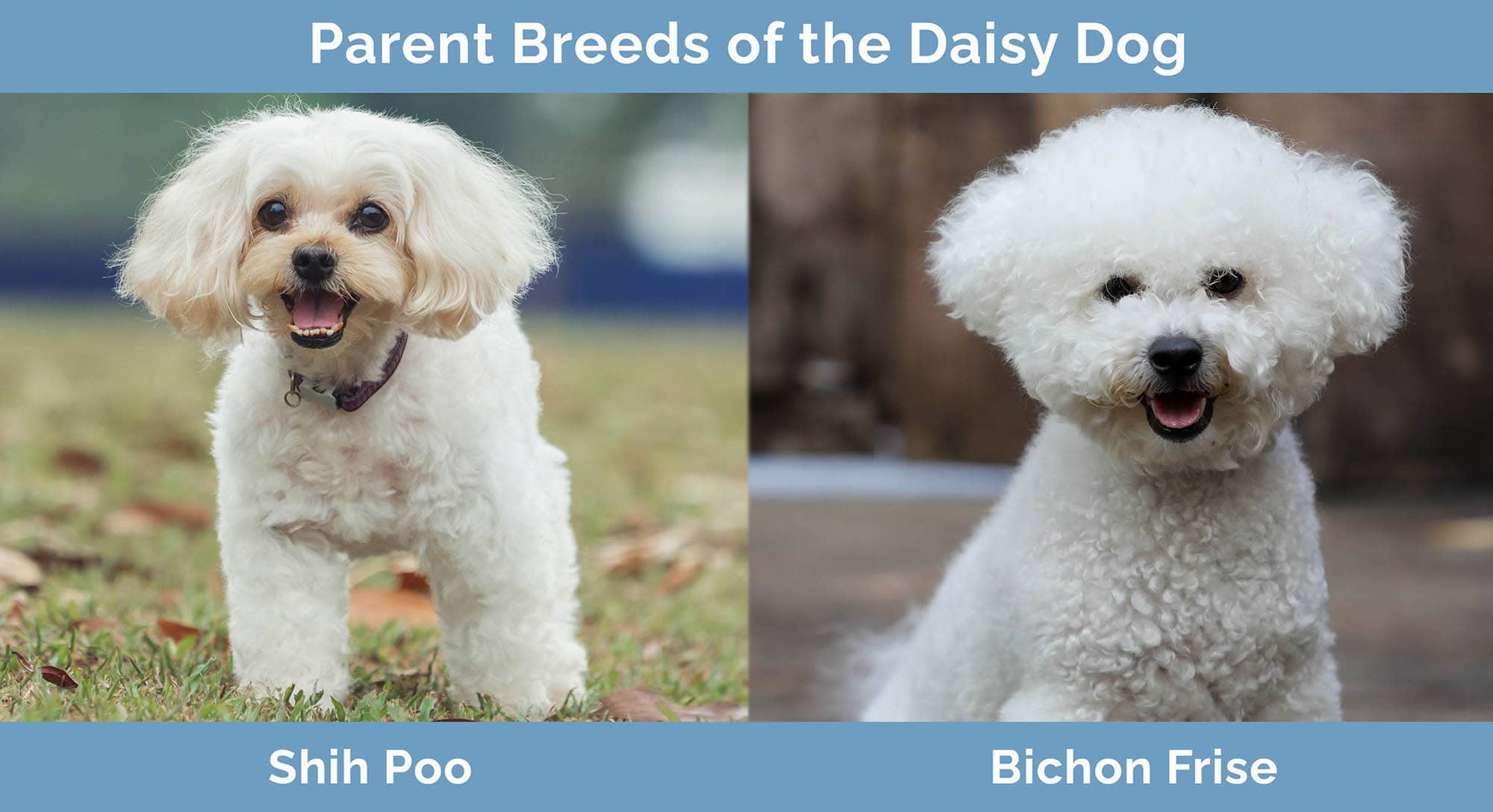 Daisy Dog: Info, Pictures, Characteristics & Facts | Hepper Pet Resources