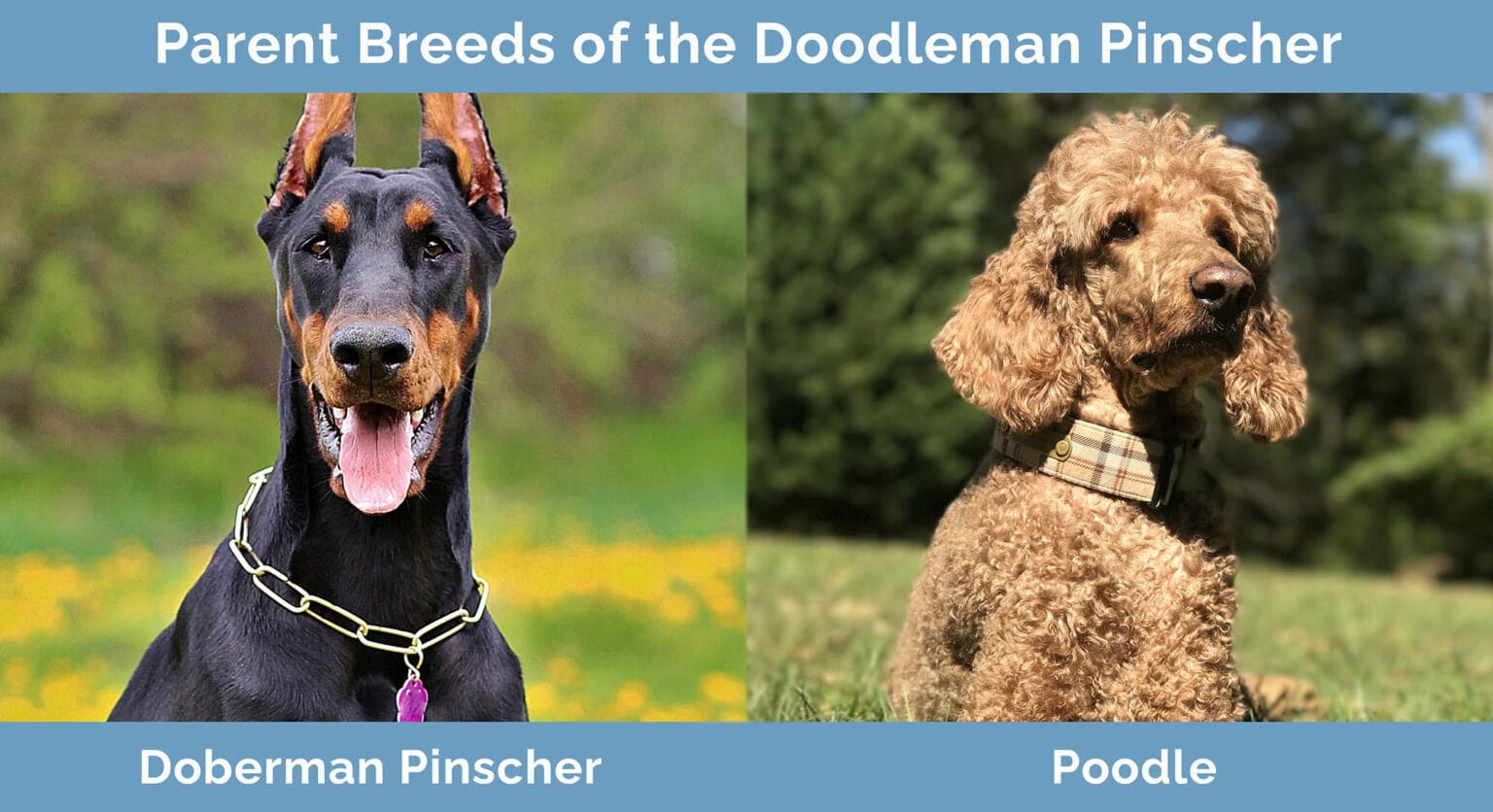 Doodleman Pinscher (Doberman Pinscher & Poodle Mix): Info, Pictures ...