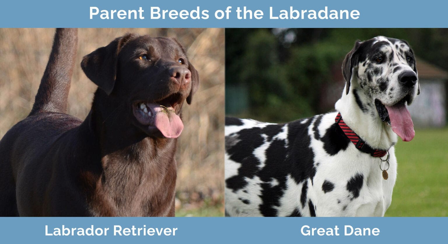 Labradane (Labrador Retriever & Great Dane Mix): Info, Pictures, Facts ...