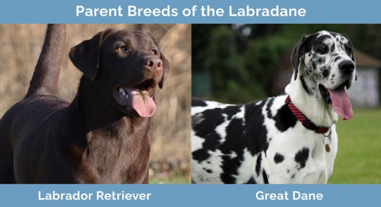 Labradane (Labrador Retriever & Great Dane Mix): Info, Pictures, Facts ...
