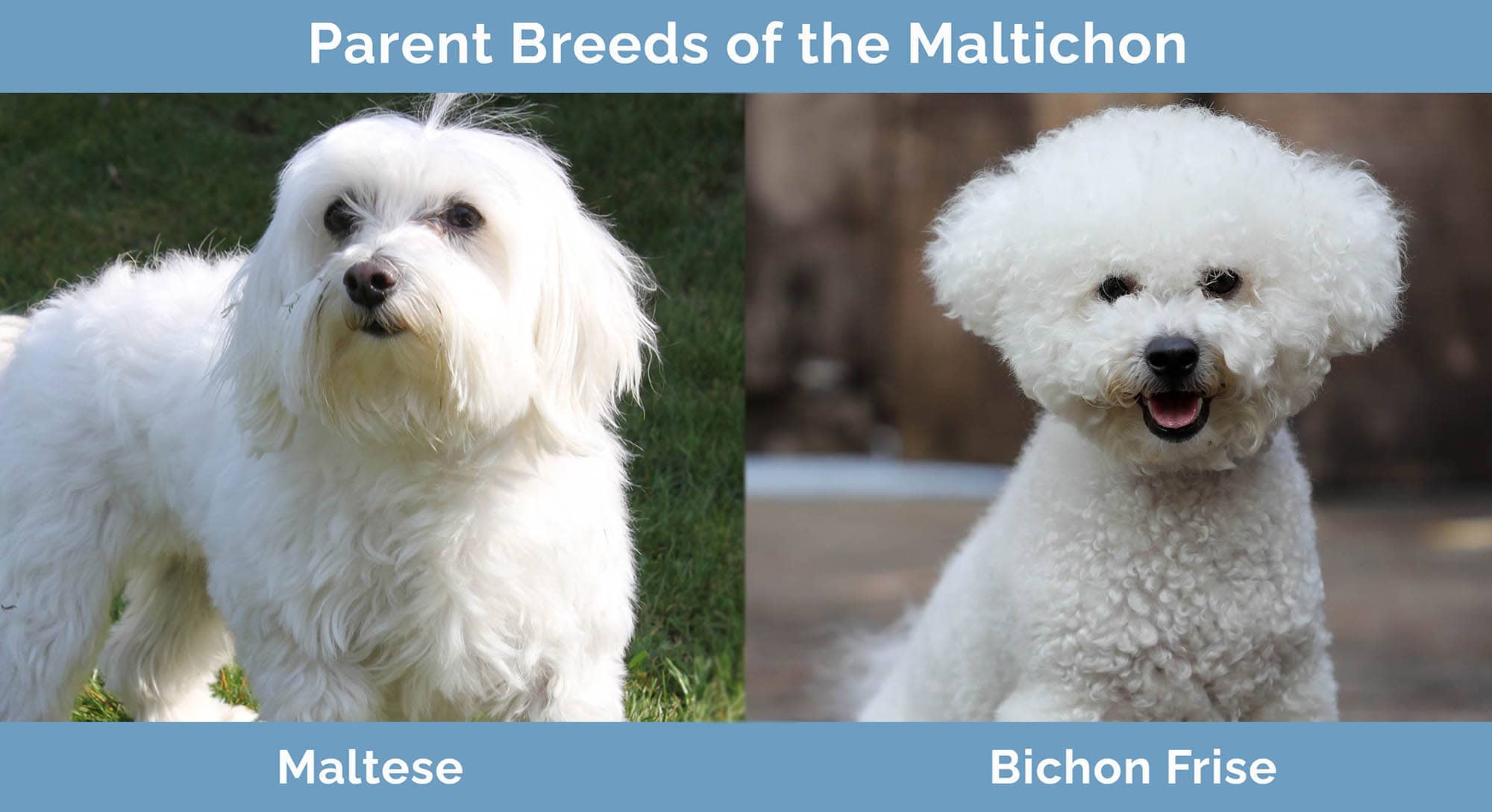 Maltichon (Maltese Terrier & Bichon Frise Mix): Info, Pictures, Facts ...