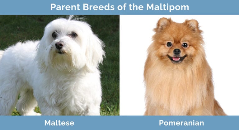 Maltipom (Maltese & Pomeranian Mix): Info, Pictures, and Facts | Hepper ...