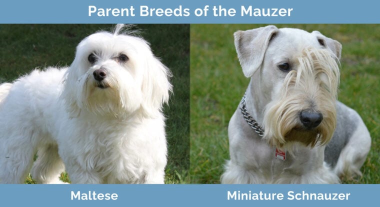 Mauzer (Miniature Schnauzer & Maltese Mix): Info, Pictures ...