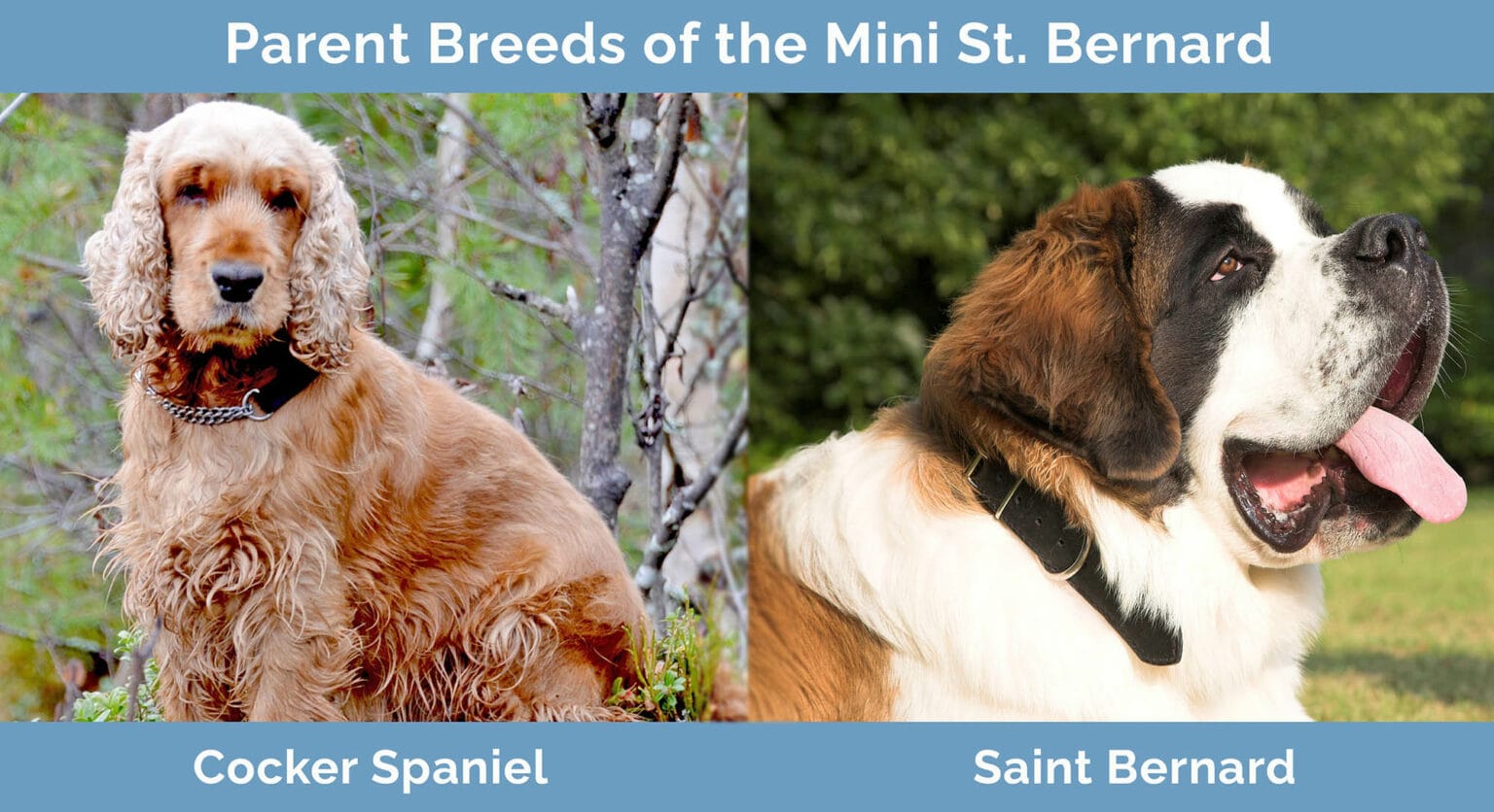 Mini St. Bernard (Cocker Spaniel & Saint Bernard Mix): Info, Pictures ...