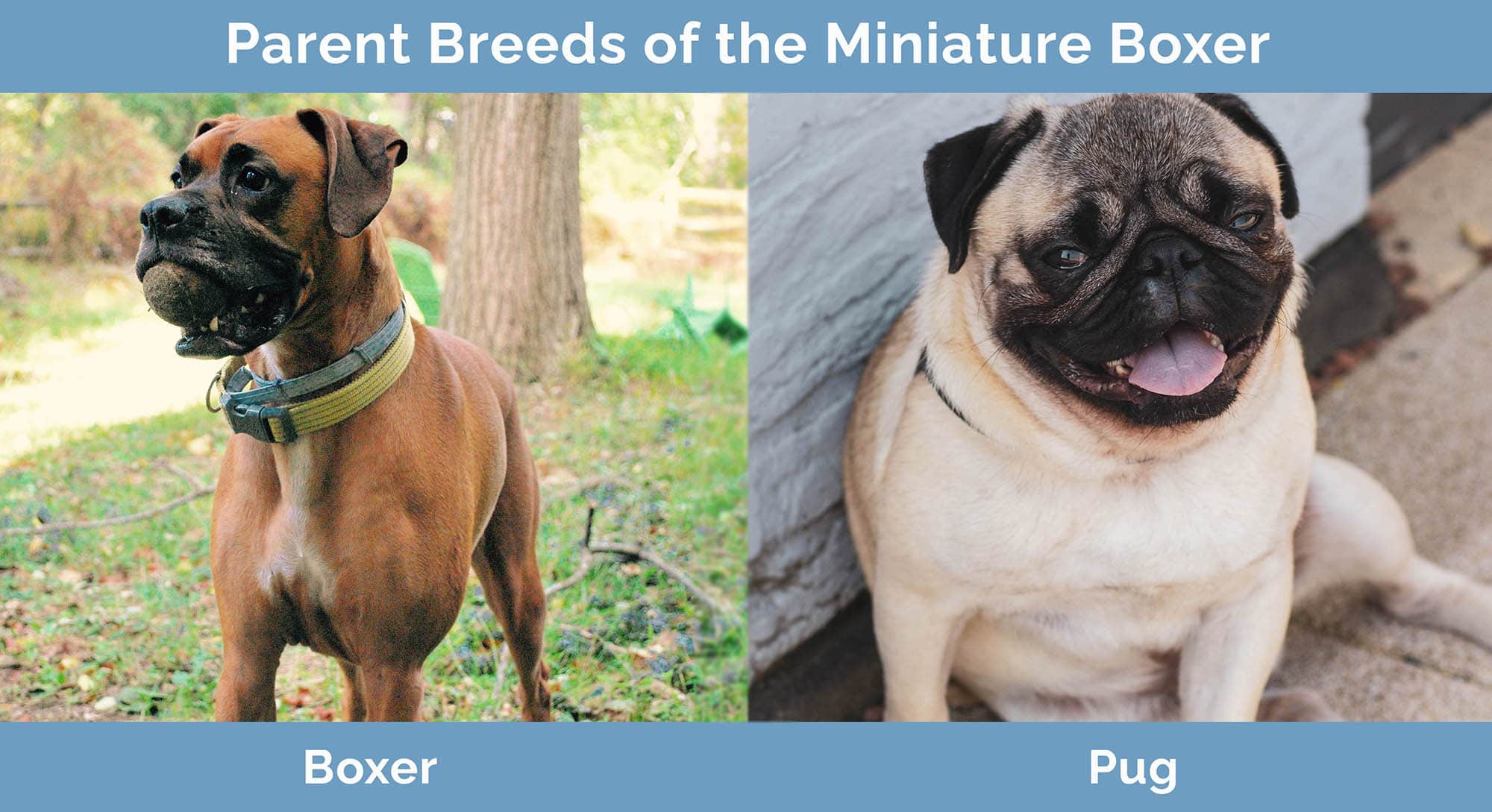 Miniature Boxer Dog Breed: Info, Pictures, Care Guide & More | Hepper ...