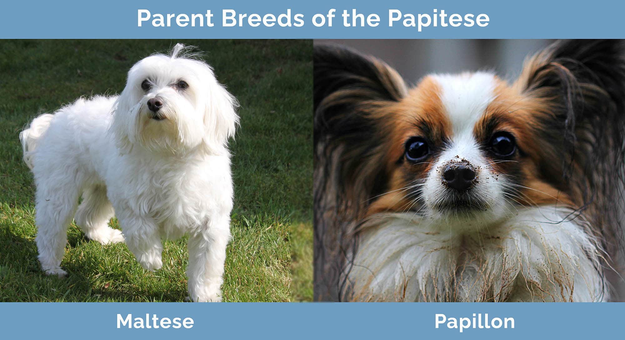 Papitese (Maltese & Papillon Mix): Info, Pictures, Characteristics ...