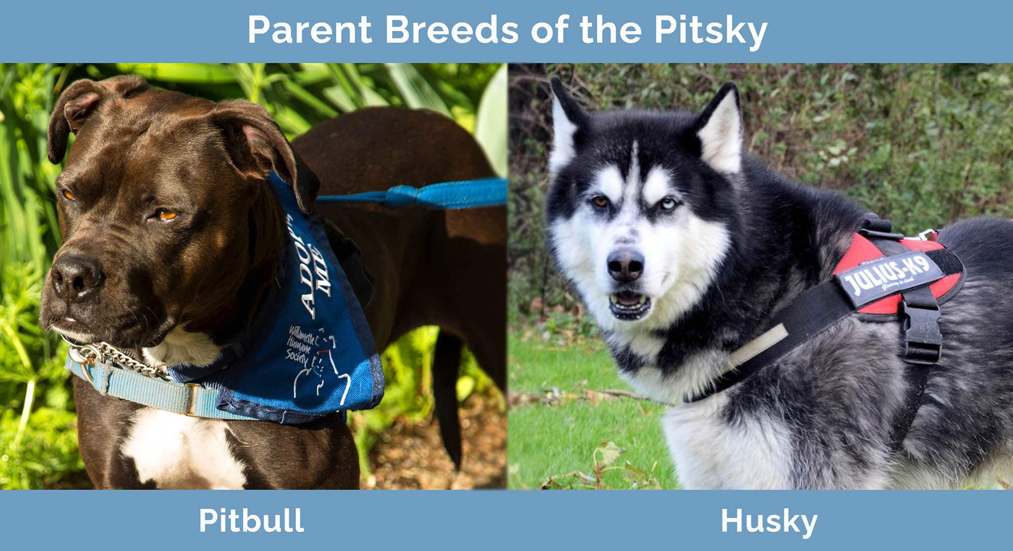 Pitsky (Pitbull & Husky Mix): Info, Pictures, Characteristics & Facts ...
