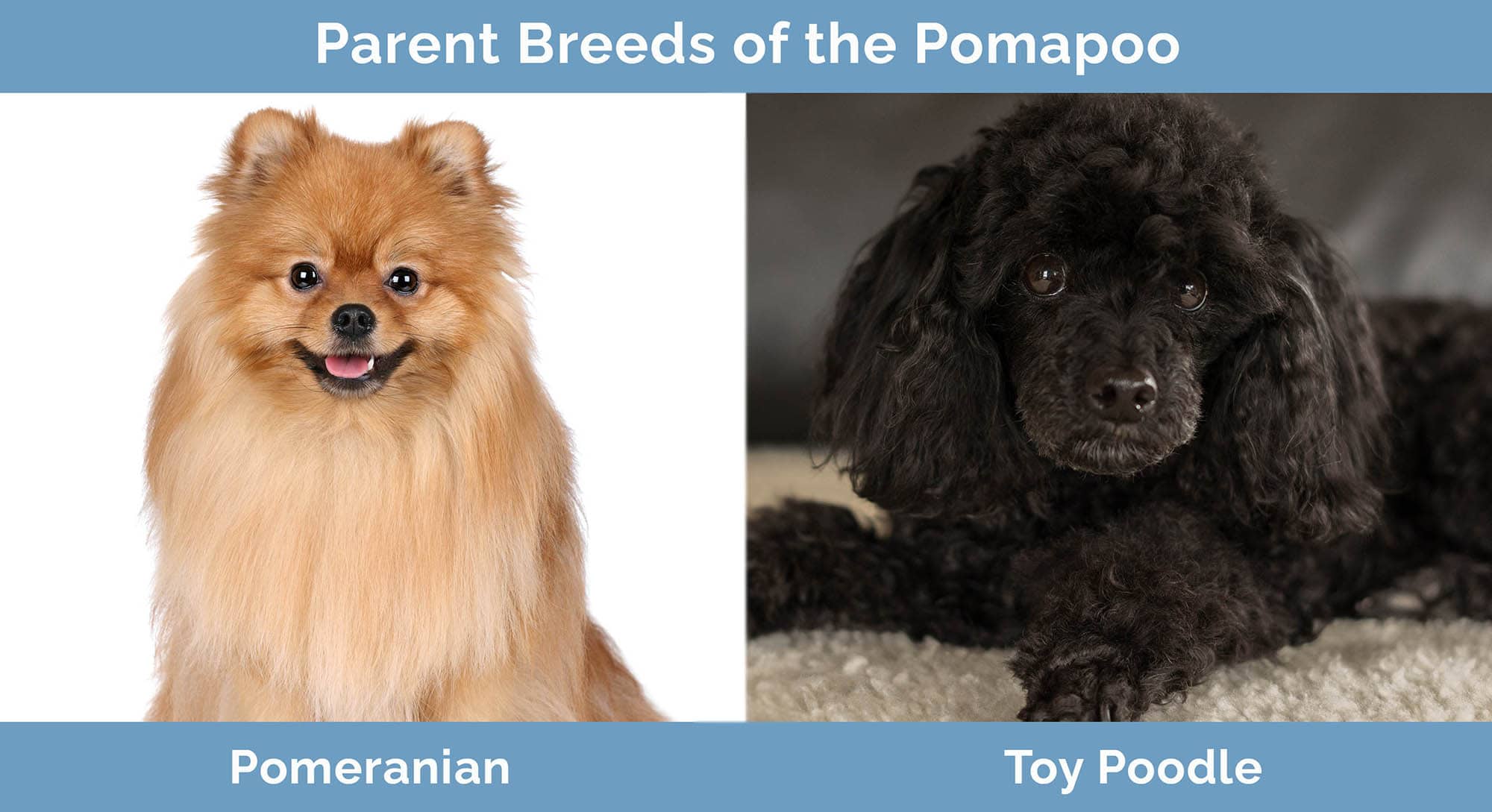 Pomapoo (Pomeranian & Toy Poodle Mix): Info, Pictures, Facts | Hepper ...